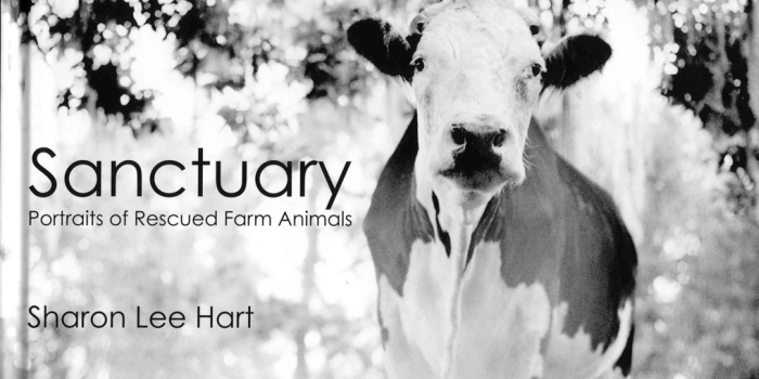 BOOK REVIEW - SANCTUARY: Portraits of Rescued Farm Animals - Chic Vegan