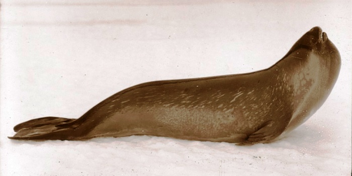 Top 5 Reasons to Go Clubbing WITH Seals - Chic Vegan