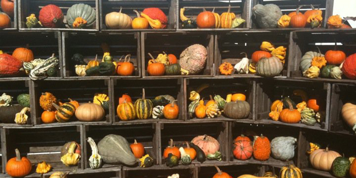 Fall Into Good Health - Chic Vegan