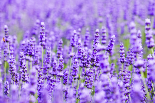 10 Uses for Lavender - Chic Vegan